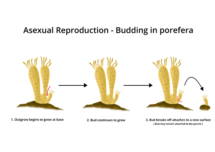 What are budding? Definition, Types and Importance - biology | AESL